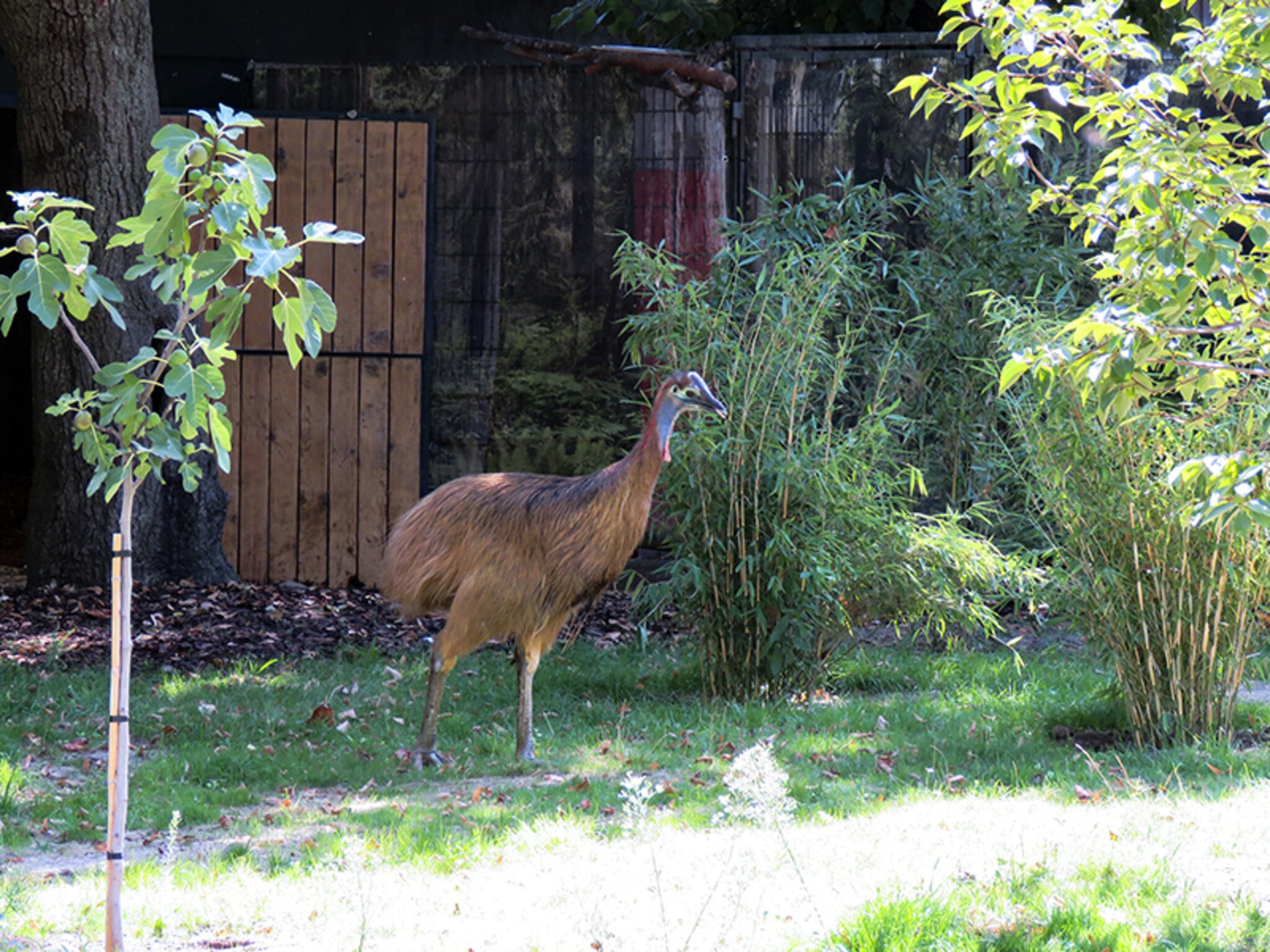 Er gilt als gefährlichster Vogel der Welt - Friedrichsfeld