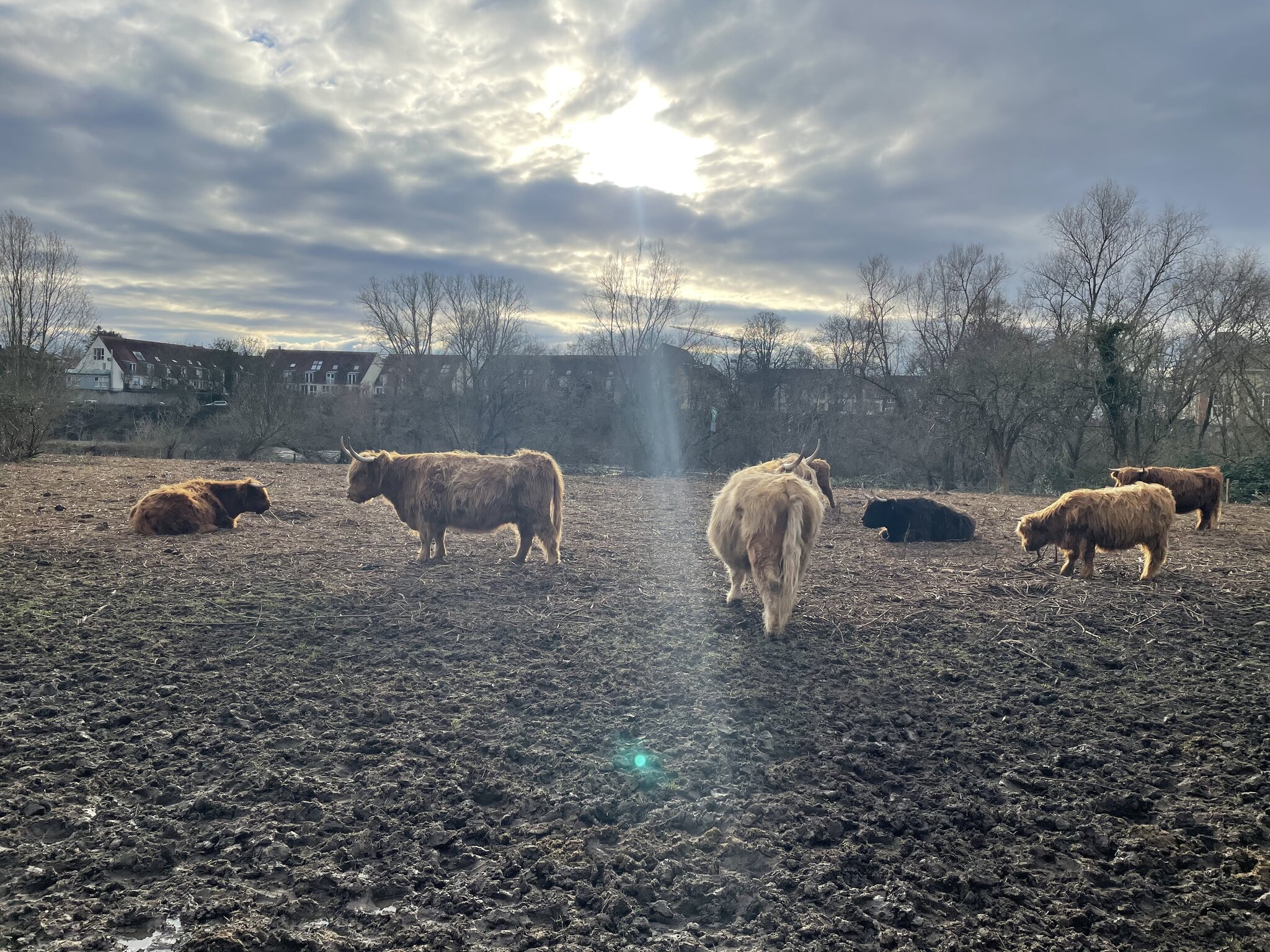 Rinderherde in Ilvesheim